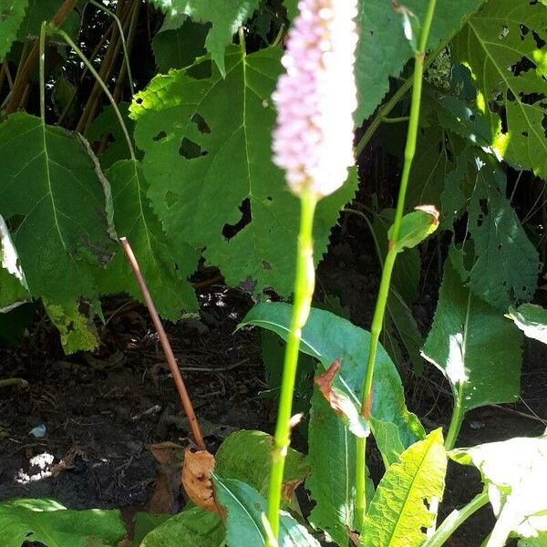 Persicaria X Ambigua Plant Care & How to Grow, Water
