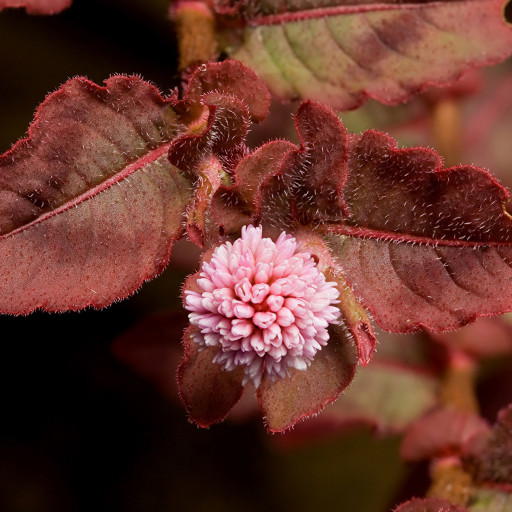 Knotweeds, Smartweeds, And Waterpeppers (Persicaria) Care Guide: Water ...