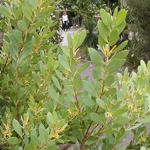Lance-Leaf Geebung (Persoonia Lanceolata) Plant Care & How to Grow, Water