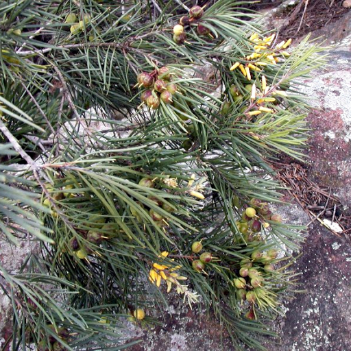 Narrow-Leaf Geebung (Persoonia Linearis) Plant Care & How to Grow, Water