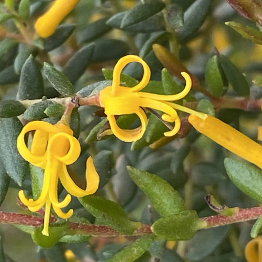 Soft Geebung (Persoonia Mollis) Care Guide: Water, Soil & Propagation ...