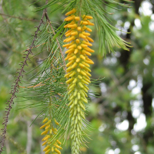 Pine-Leaf Geebung (Persoonia Pinifolia) Plant Care & How to Grow, Water