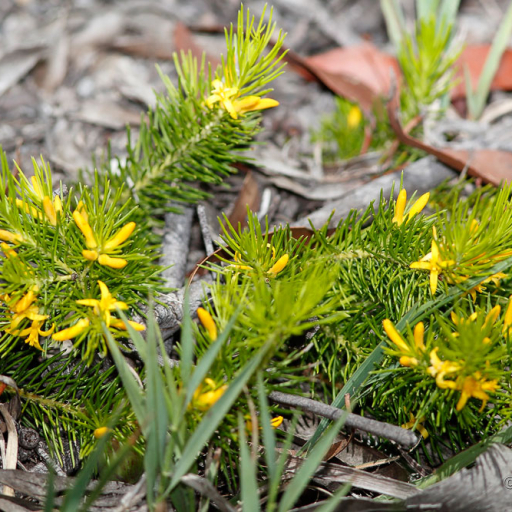 Persoonia Tenuifolia Plant Care & How to Grow, Water