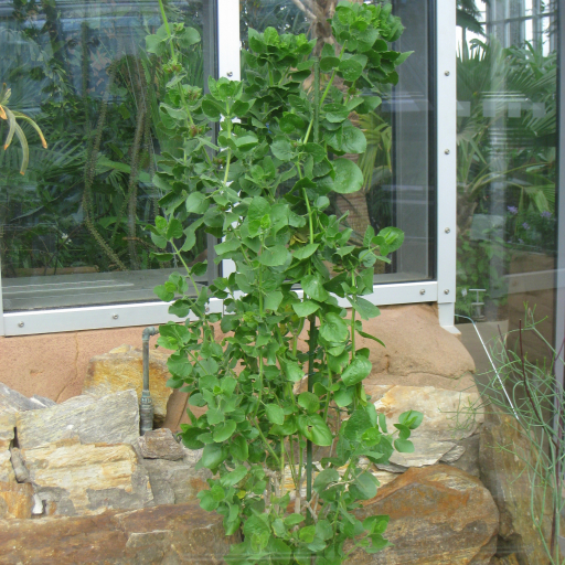 Kaoko Rooibekkiebos (Petalidium Coccineum) Plant Care & How to Grow, Water