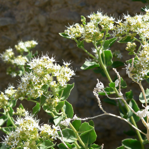 Shining Sandpaper- (Petalonyx Nitidus) Plant Care & How to Grow, Water