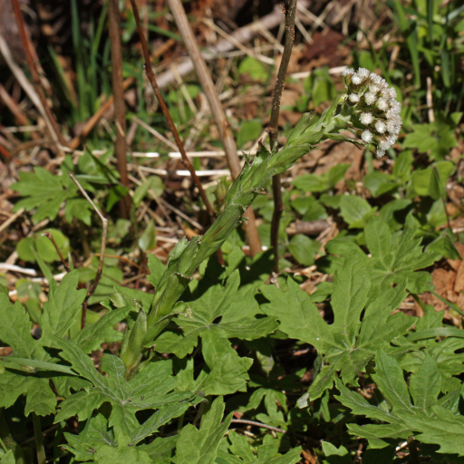 Arctic Sweet Coltsfoot (Petasites Frigidus) Plant Care & How to Grow, Water