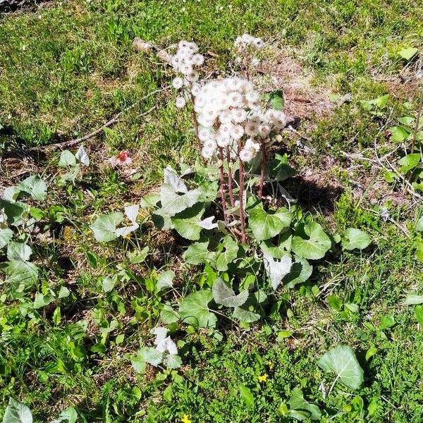 Alpine Butterbur (Petasites Paradoxus) Plant Care & How to Grow, Water