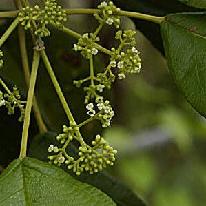 Fiddlewood (Petitia Domingensis) Care Guide: Water, Soil & Propagation ...