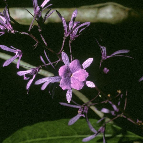 Petrea Bracteata Plant Care & How to Grow, Water