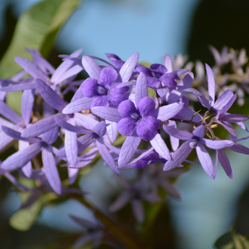 Queen's Wreath (Petrea Volubilis) Plant Care & How to Grow, Water