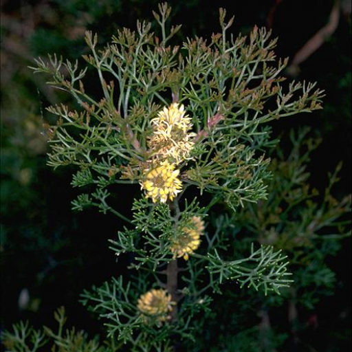 Conesticks (Petrophile Canescens) Plant Care & How to Grow, Water