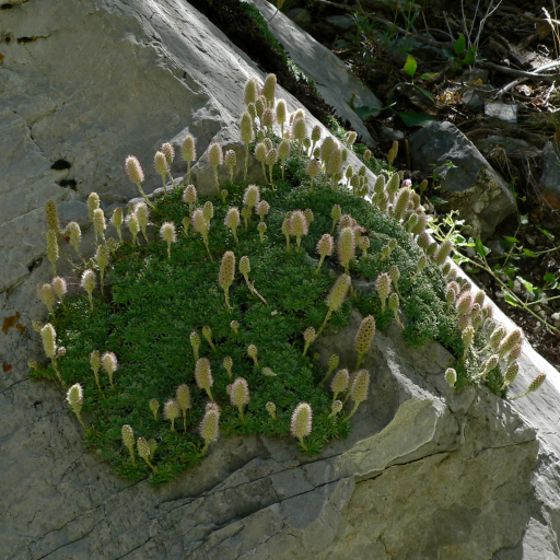 Mat Rock Spiraea (Petrophytum Caespitosum) Plant Care & How to Grow, Water