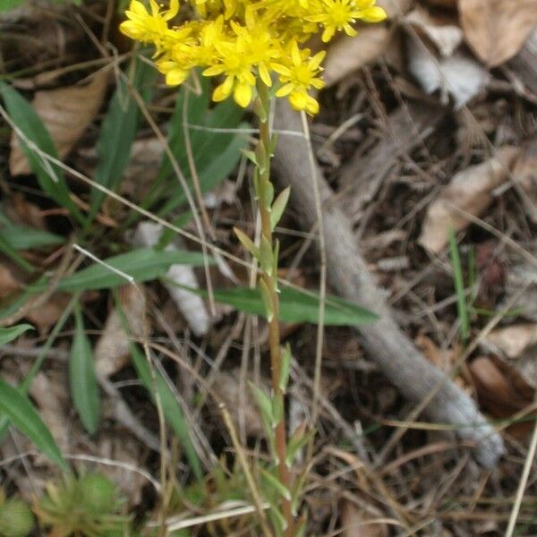 Forster's Stonecrop (Petrosedum Forsterianum) Plant Care & How to Grow ...