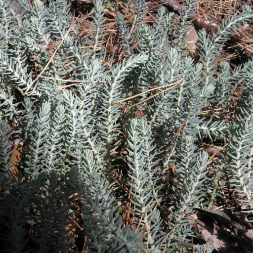 Reflexed Stonecrop (Petrosedum Rupestre) Plant Care & How to Grow, Water