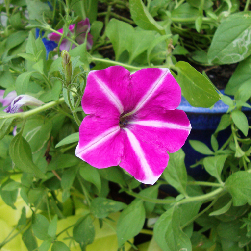 Common Garden Petunia (Petunia × Atkinsiana) Plant Care & How to Grow ...