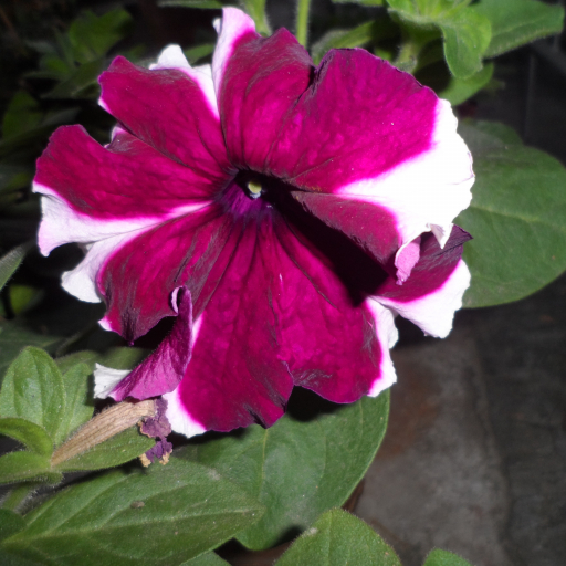Petunia Hybrida Plant Care & How to Grow, Water