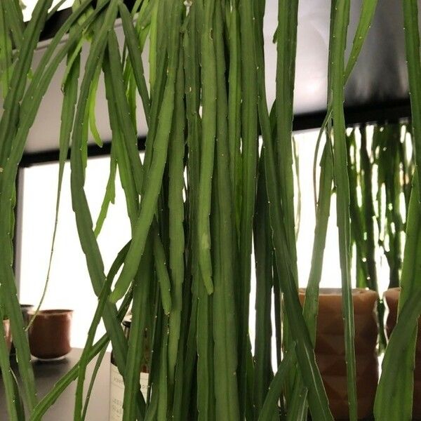 Forest Cactus (Pfeiffera Boliviana) Plant Care & How to Grow, Water