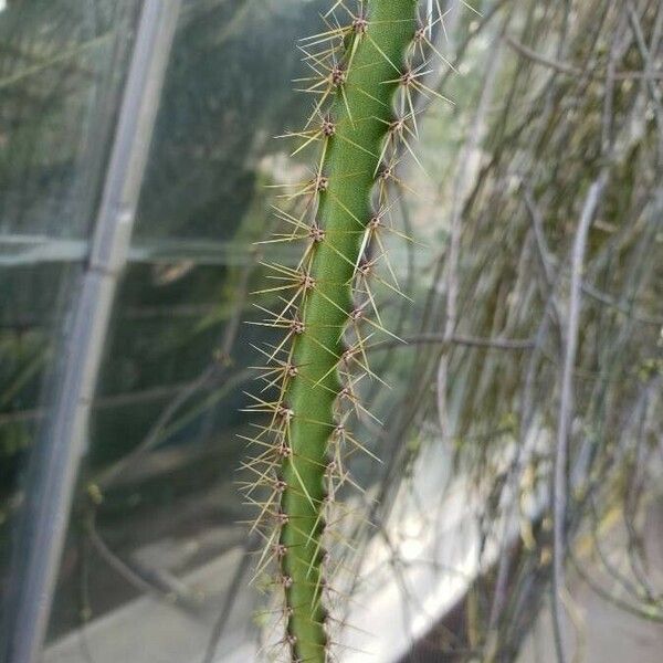 Pfeiffera Ianthothele Plant Care & How to Grow, Water