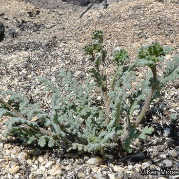 Limestone Phacelia (Phacelia Affinis) Care Guide: Water, Soil ...