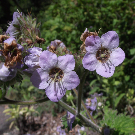 Bolander's Phacelia (Phacelia Bolanderi) Plant Care & How to Grow, Water