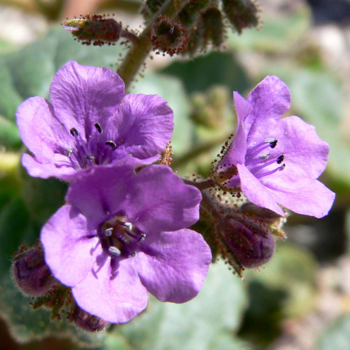 Calthaleaf Phacelia (Phacelia Calthifolia) Plant Care & How to Grow, Water