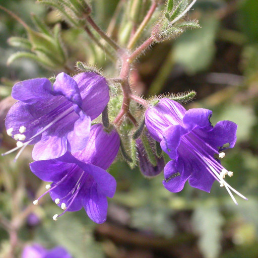 California Bluebell (Phacelia Campanularia) Plant Care & How to Grow, Water