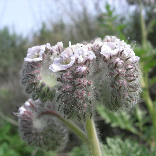 Caterpillar Phacelia (Phacelia Cicutaria) Plant Care & How to Grow, Water