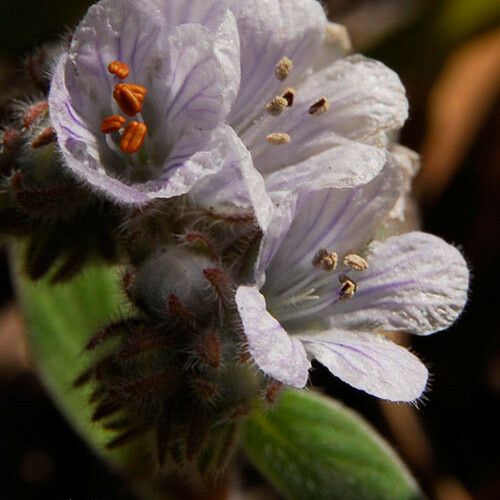 Congdon's Phacelia (Phacelia Congdonii) Plant Care & How to Grow, Water