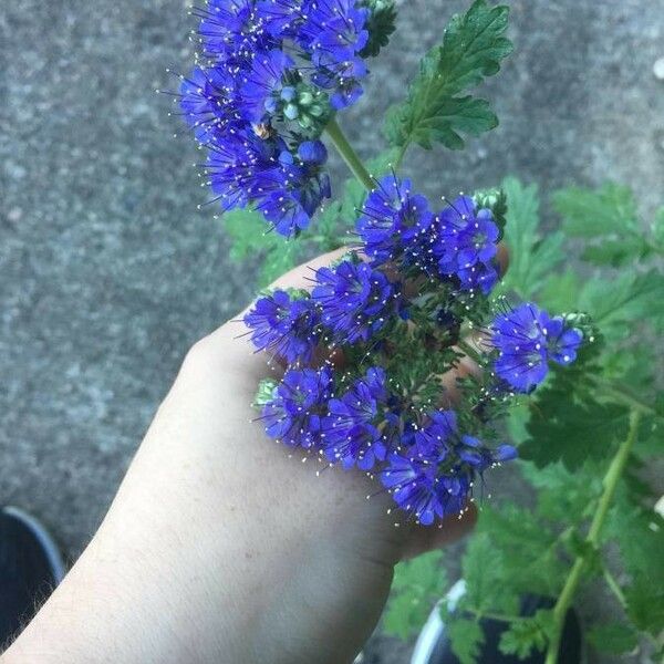 Blue Curls (Phacelia Congesta) Plant Care & How to Grow, Water