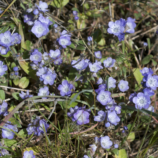 Divaricate Phacelia (Phacelia Divaricata) Plant Care & How to Grow, Water