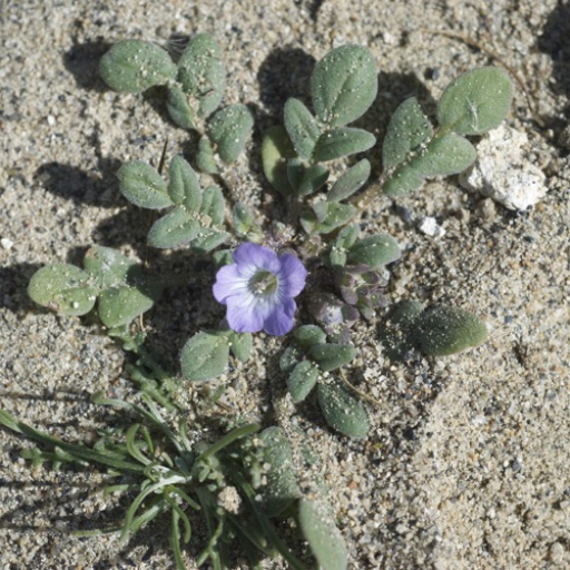 Douglas' Phacelia (Phacelia Douglasii) Plant Care & How to Grow, Water
