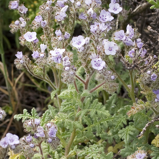 Southern Island Phacelia (Phacelia Floribunda) Plant Care & How to Grow ...
