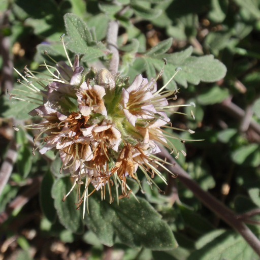 Waterleaf Phacelia (Phacelia Hydrophylloides) Plant Care & How to Grow ...