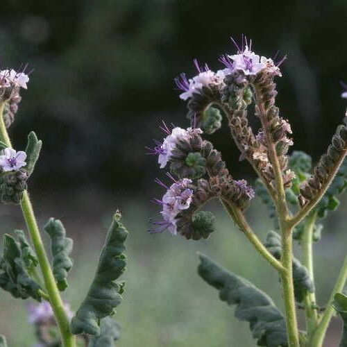 Gypsum Phacelia (Phacelia Integrifolia) Plant Care & How to Grow, Water