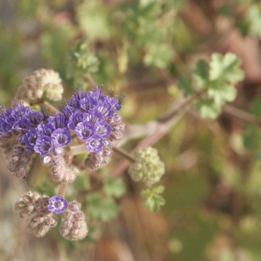 Pedicellate Phacelia (Phacelia Pedicellata) Plant Care & How to Grow, Water