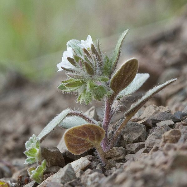 Mt. Diablo Phacelia (Phacelia Phacelioides) Plant Care & How to Grow, Water