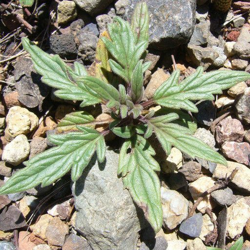 Purpus' Phacelia (Phacelia Purpusii) Care Guide: Water, Soil ...