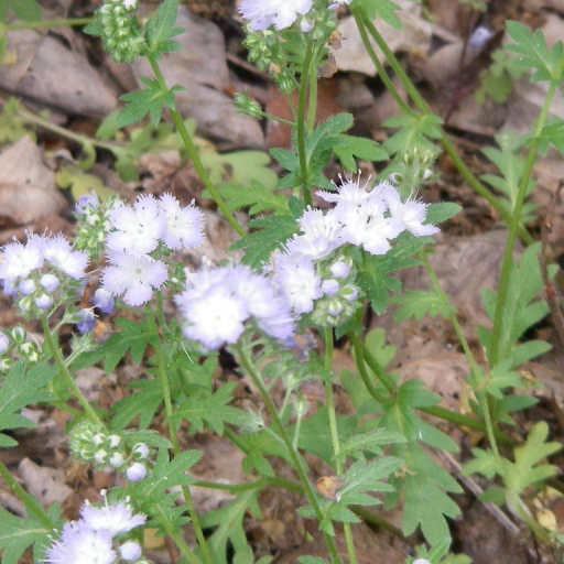 Hardy Banana (Musa Basjoo) Plant Care & How to Grow, Water