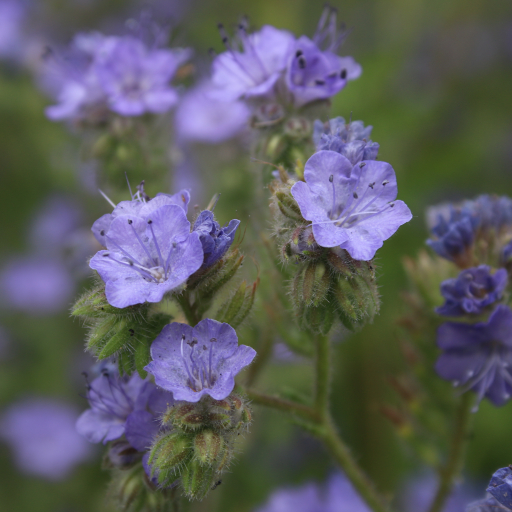 Branching Phacelia (Phacelia Ramosissima) Plant Care & How to Grow, Water