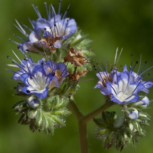 Rock Phacelia (Phacelia Rupestris) Care Guide: Water, Soil ...