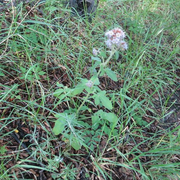 Phacelia Secunda Plant Care & How to Grow, Water
