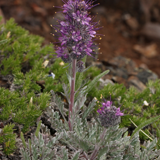 Silky Phacelia (Phacelia Sericea) Plant Care & How to Grow, Water