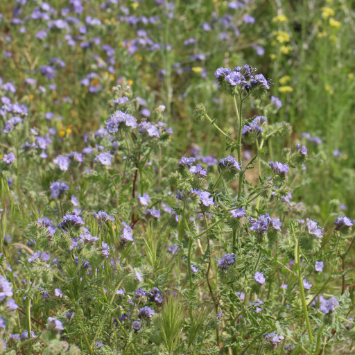 Fiddleneck (Phacelia Tanacetifolia) Plant Care & How to Grow, Water