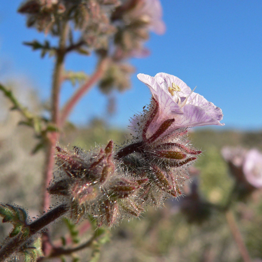 Death Valley Phacelia (Phacelia Vallis-mortae) Plant Care & How to Grow ...