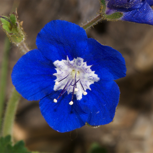 Tacky Phacelia (Phacelia Viscida) Plant Care & How to Grow, Water
