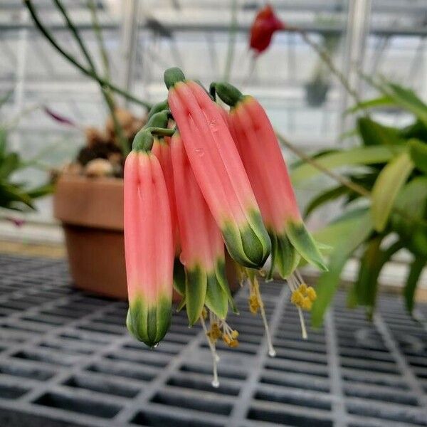 Phaedranassa Dubia Plant Care & How to Grow, Water