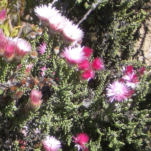 Cape Everlasting (Phaenocoma Prolifera) Plant Care & How to Grow, Water