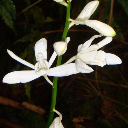 Arnhem Land Swamp Orchid (Phaius Amboinensis) Care Guide: Water, Soil ...