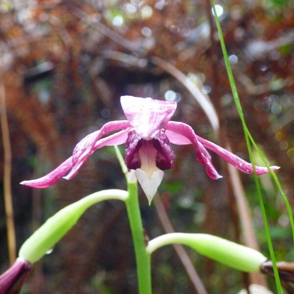 Phaius Pulchellus Plant Care & How to Grow, Water