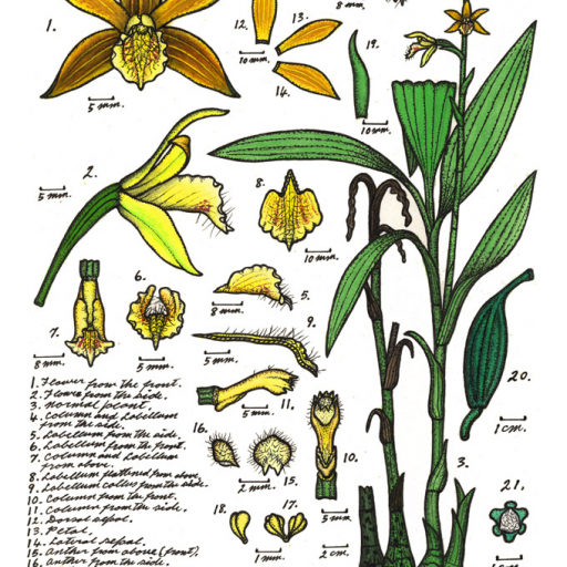 Phaius Robertsii Plant Care & How to Grow, Water